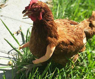 23 Amazing Gifts For Bird Lovers That'll Make Them Chirp With Glee