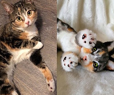 22 Special Pet Memorial Gifts For Anyone Who Has Lost A Pet Dear To Them