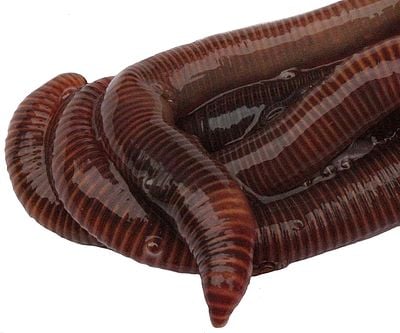 27 Absolutely Disgusting Gifts That Are Guaranteed To Gross Anyone Out