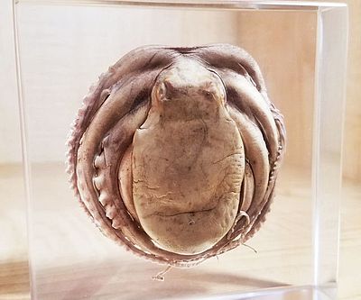 27 Absolutely Disgusting Gifts That Are Guaranteed To Gross Anyone Out