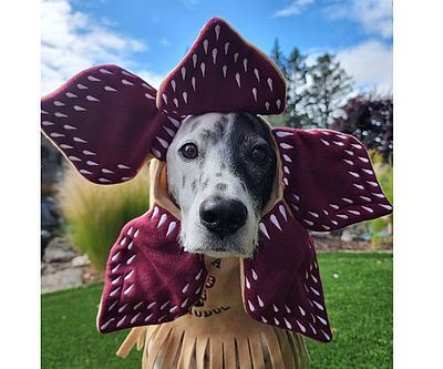 27 Barkin' Awesome Pet Costumes That'll Level Up Your Pet's Halloween Game