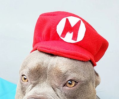 27 Barkin' Awesome Pet Costumes That'll Level Up Your Pet's Halloween Game