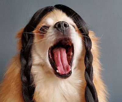 27 Barkin' Awesome Pet Costumes That'll Level Up Your Pet's Halloween Game
