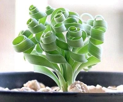 25 Wonderfully Low Maintenance Houseplants That Are Nearly Impossible ...