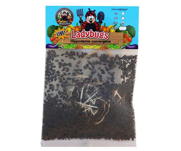 1500 Live Ladybugs