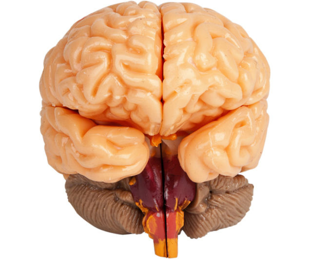 The Amazing Squishy Brain