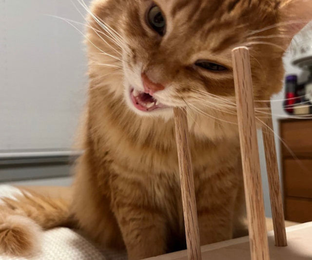 BiteyBox Cat Chew Toy