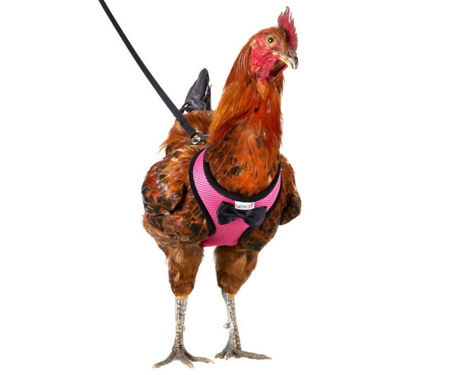 Chicken Harness And Leash