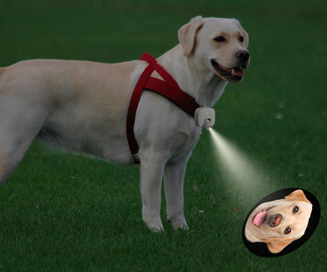Dog Breed Collar Light Projector