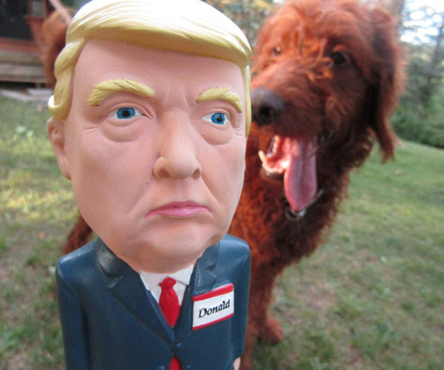 Donald Trump Dog Toy