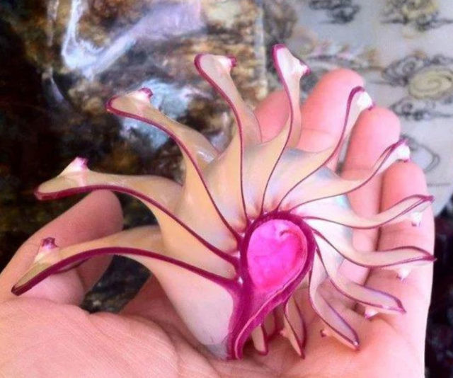 Extremely Rare Natural Conch Shell