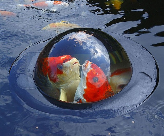 Floating Fish Dome