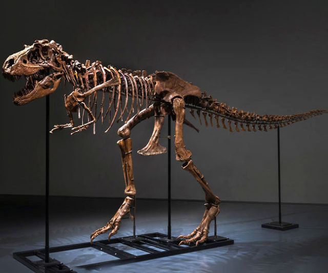 Gorgosaurus Skeleton