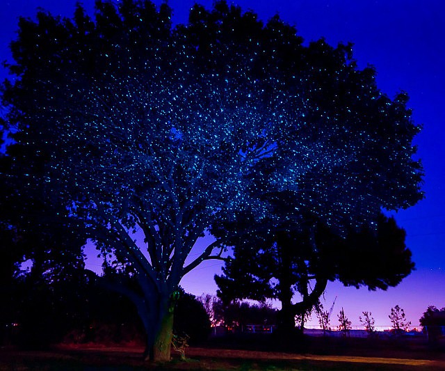 Illuminating Light In Nature