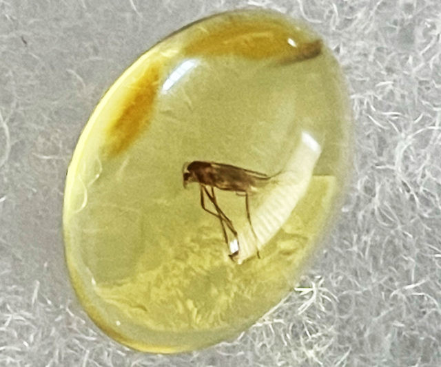 Insects In Amber