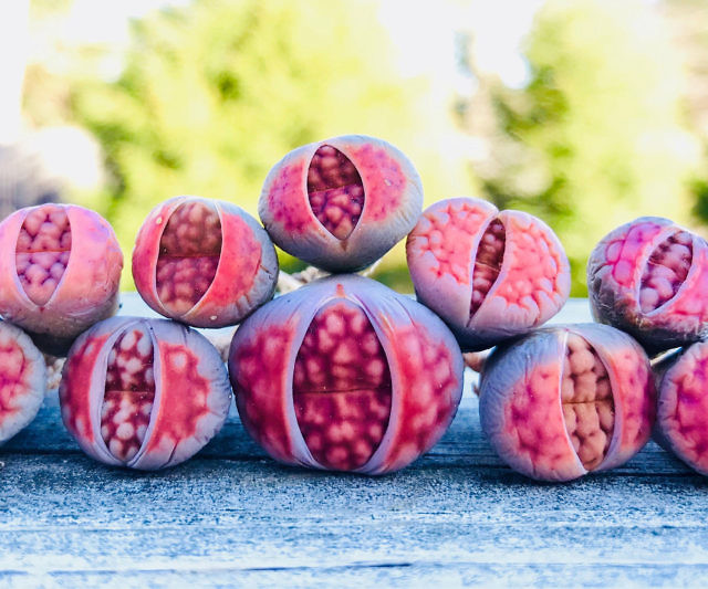 Red Top Exotic Lithops