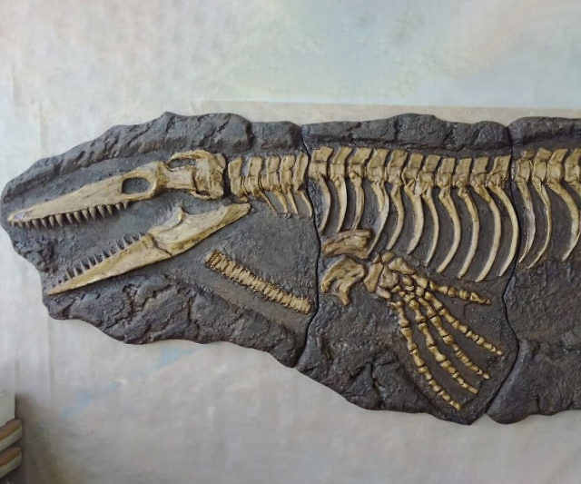 Life-Size Mosasaur Skeleton Fossil Replica