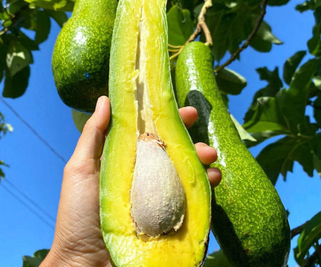 Long Neck Avocados