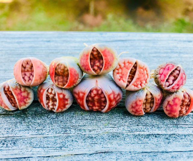Red Top Exotic Lithops