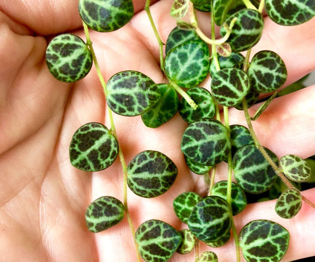 Turtles On A String Plant