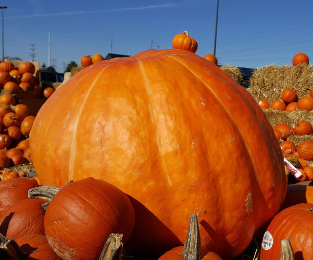 Giant Atlantic Pumpkin Seeds