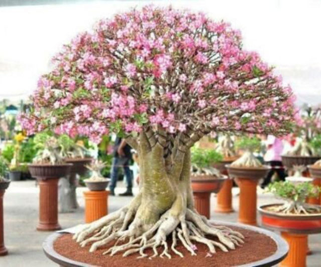 Rare Exotic Desert Rose