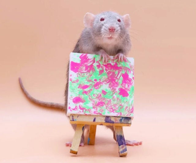 Rat Paintings