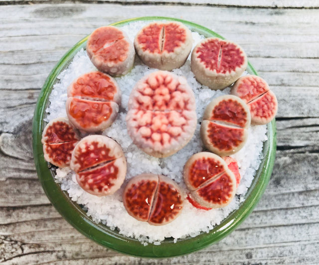 Red Top Exotic Lithops