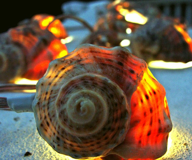 Sea Shell String Lights