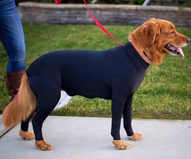 Dog Leotards