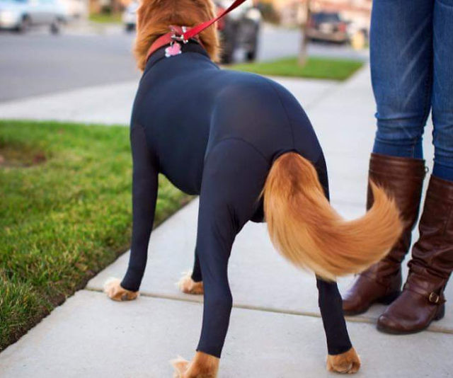 Dog Leotards