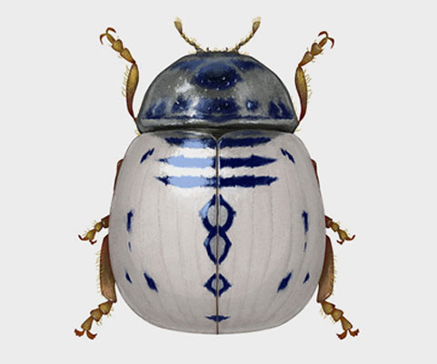 Star Wars Insect Posters