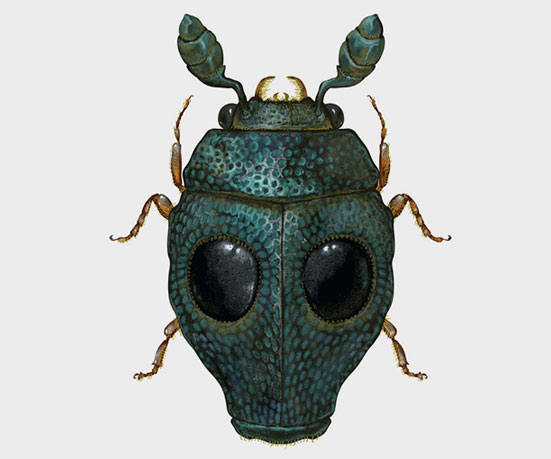 Star Wars Insect Posters