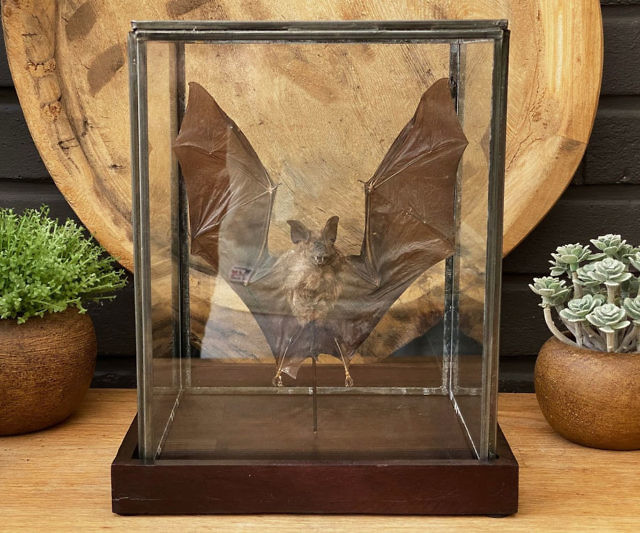 Taxidermy Bat Glass Display