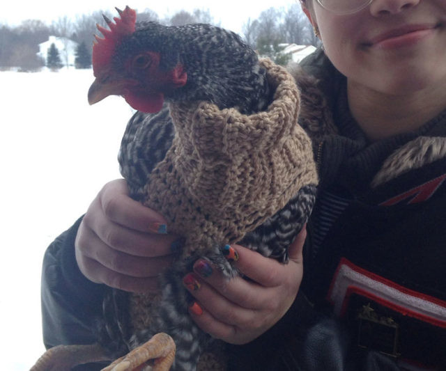 Chickens Wearing Sweaters