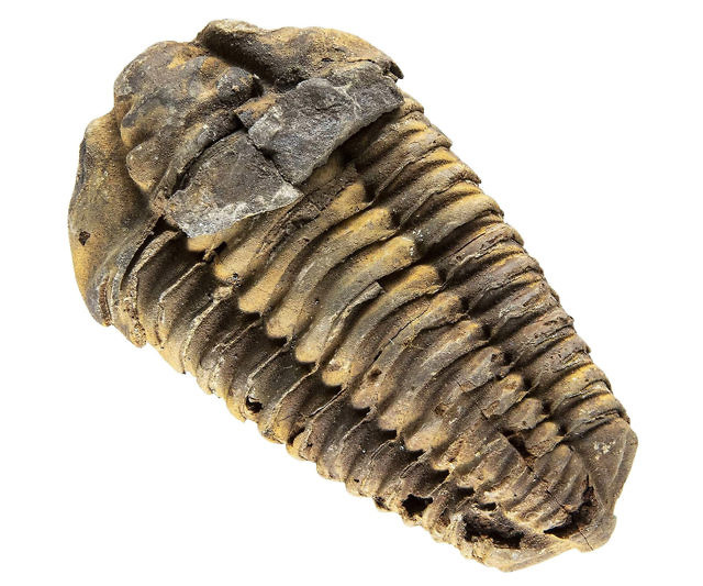 Authentic Large Arthropod Trilobite Fossil