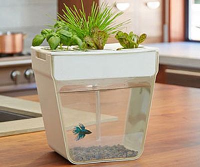 Illuminated Ant Farm