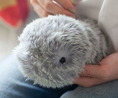 Moflin AI Robot Pet