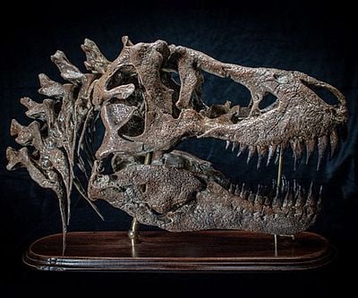 Tyrannosaurus Rex Skull Replica